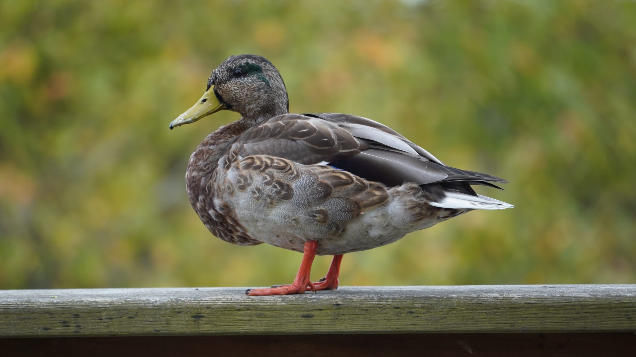 Male mallard, nonbreeding colours – Figure Out The Sea