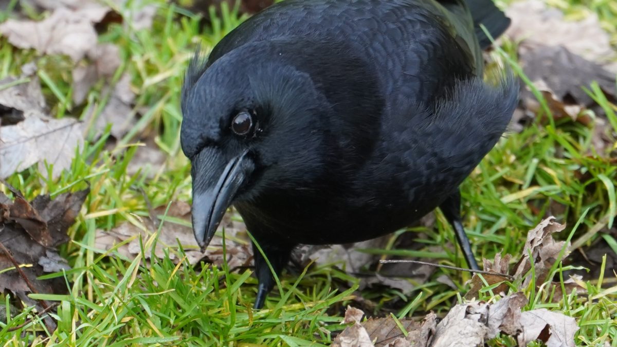 Crow digging through leaf litter – Figure Out The Sea