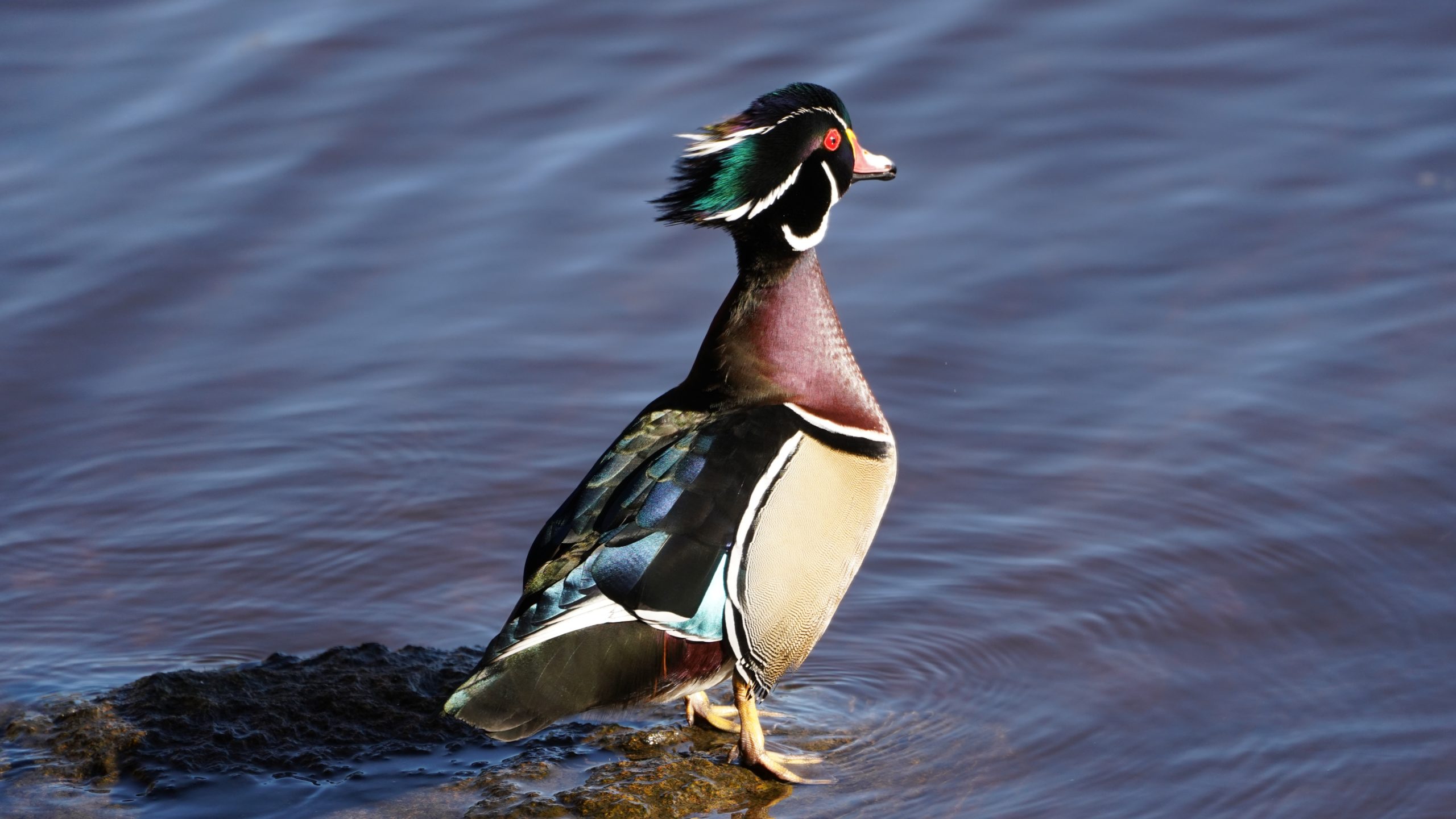 Wood Duck mullet – Figure Out The Sea