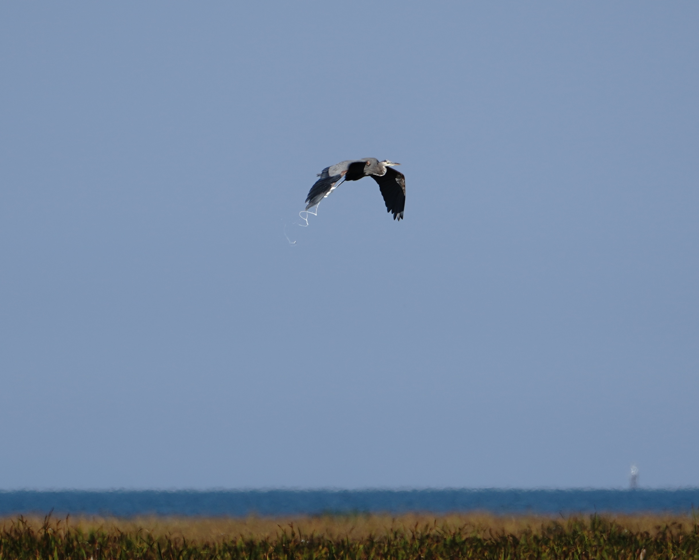Heron pooping – Figure Out The Sea